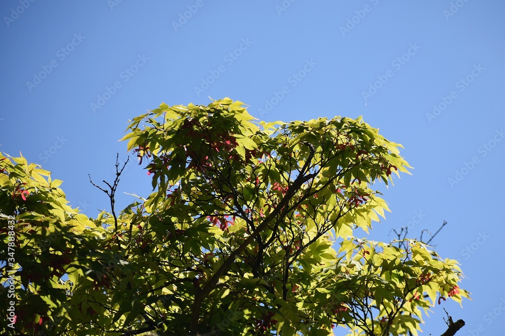 Tree branches of Acer palmatum Sango-Kaku, commonly known as Red ...