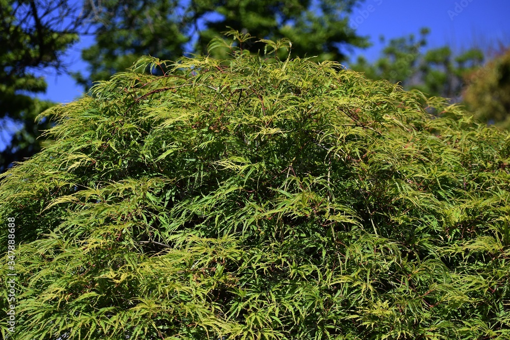 Tree branches of Acer palmatum Sango-Kaku, commonly known as Red ...
