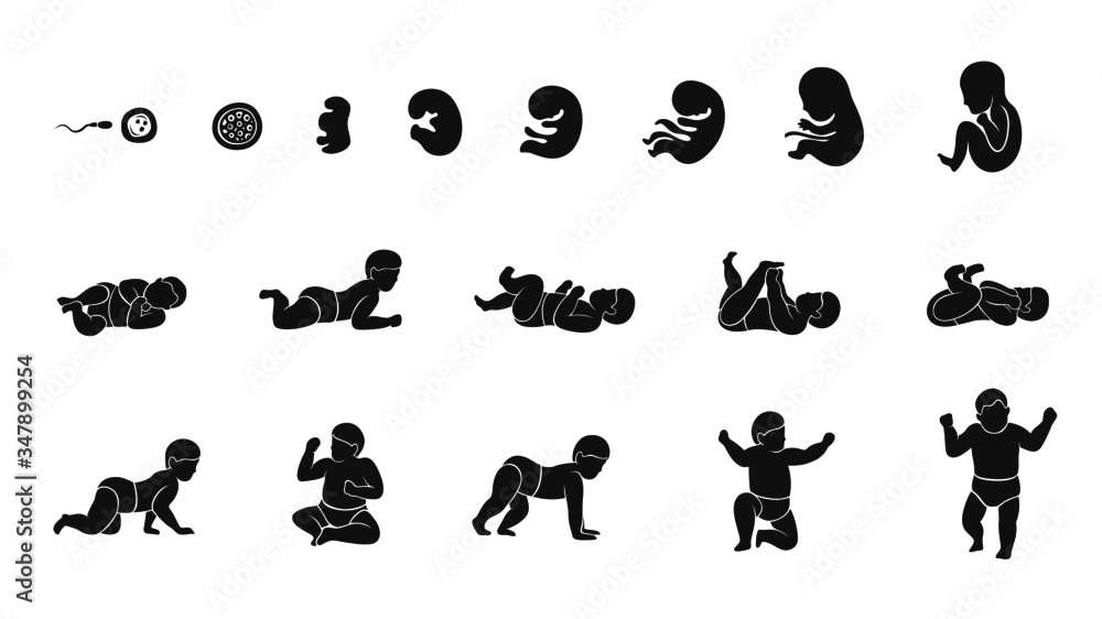stages human embryonic development icon set flat design Stock Vector ...