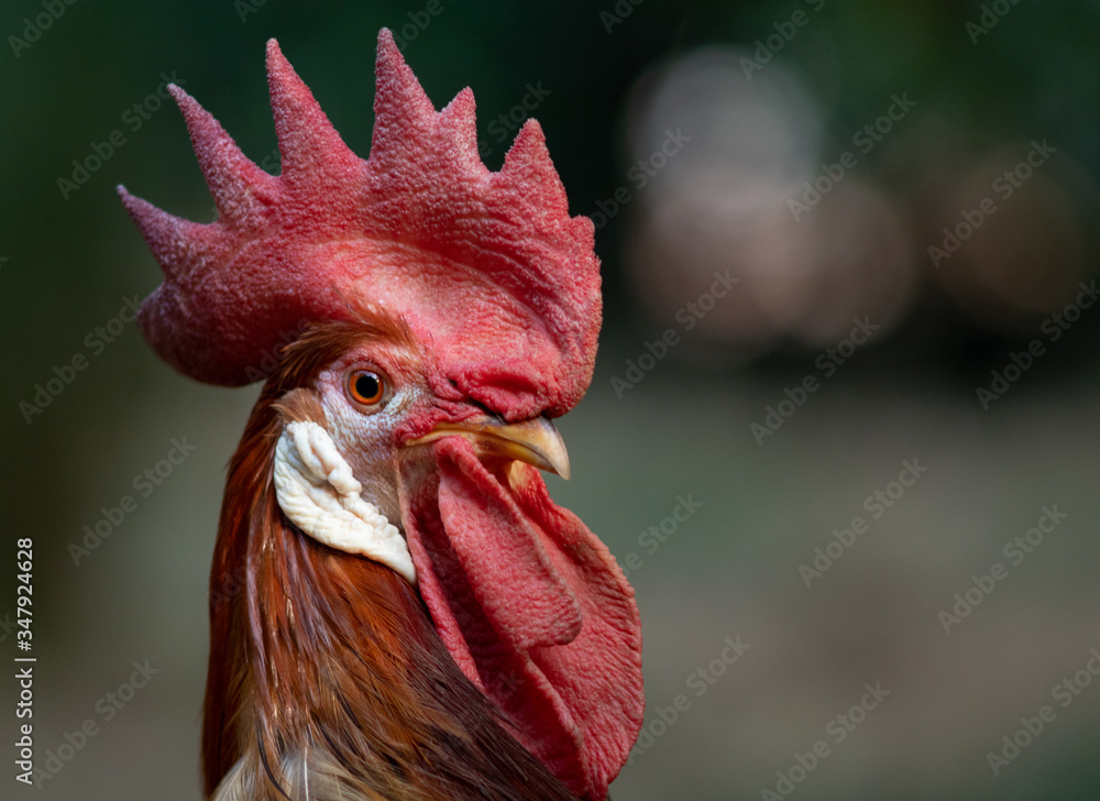 Gallo de perfil Stock Photo | Adobe Stock