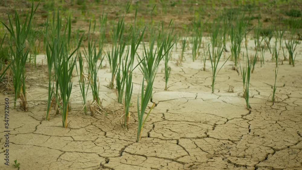 Cracked drought pond wetland, swamp very drying up the soil crust earth ...