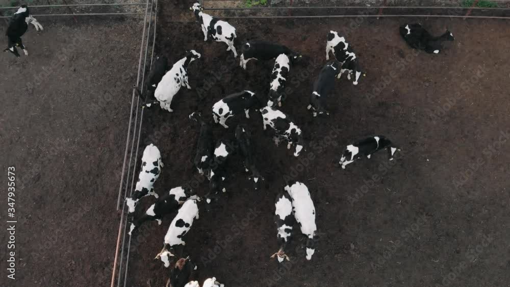 Cows From a Dairy Farm Brought to Slaughter at a Meat Factory.Livestock ...