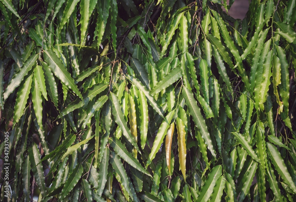 Polyalthia Longifolia Leaves Background and Wallpaper in Horizontal ...