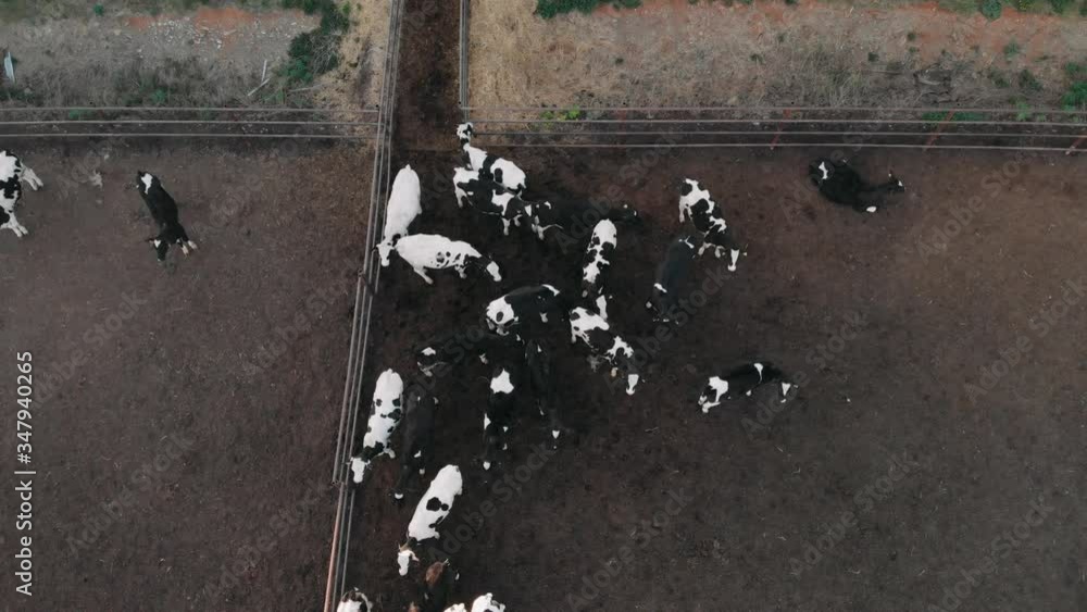 Cows From a Dairy Farm Brought to Slaughter at a Meat Factory.Livestock ...