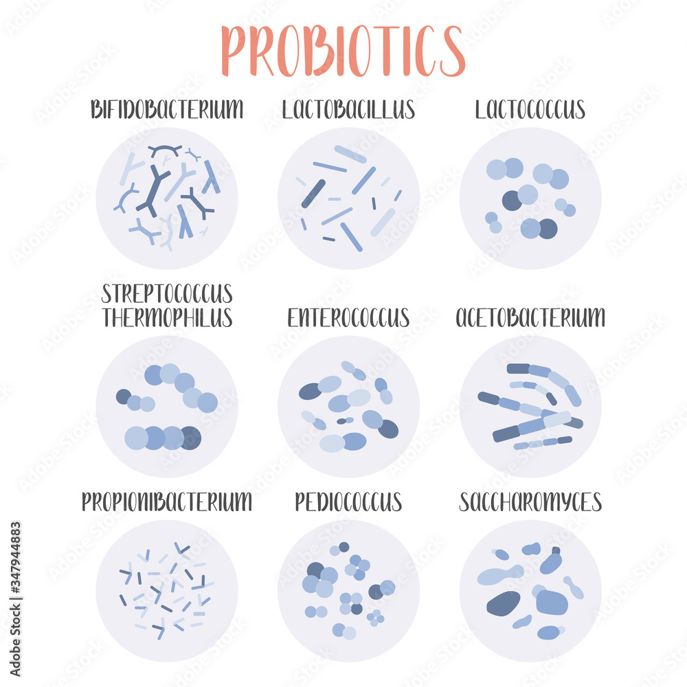 Vetor de Probiotics. Lactic acid bacteria. Good bacteria and microorganisms for gut and ...