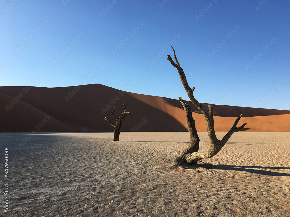 ancient dead trees of the deadvlei, sossusvlei, namibia Stock Photo ...