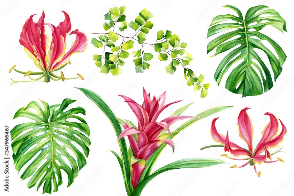Set of tropical plants, tropical plants, palm leaves, monstera, fern ...