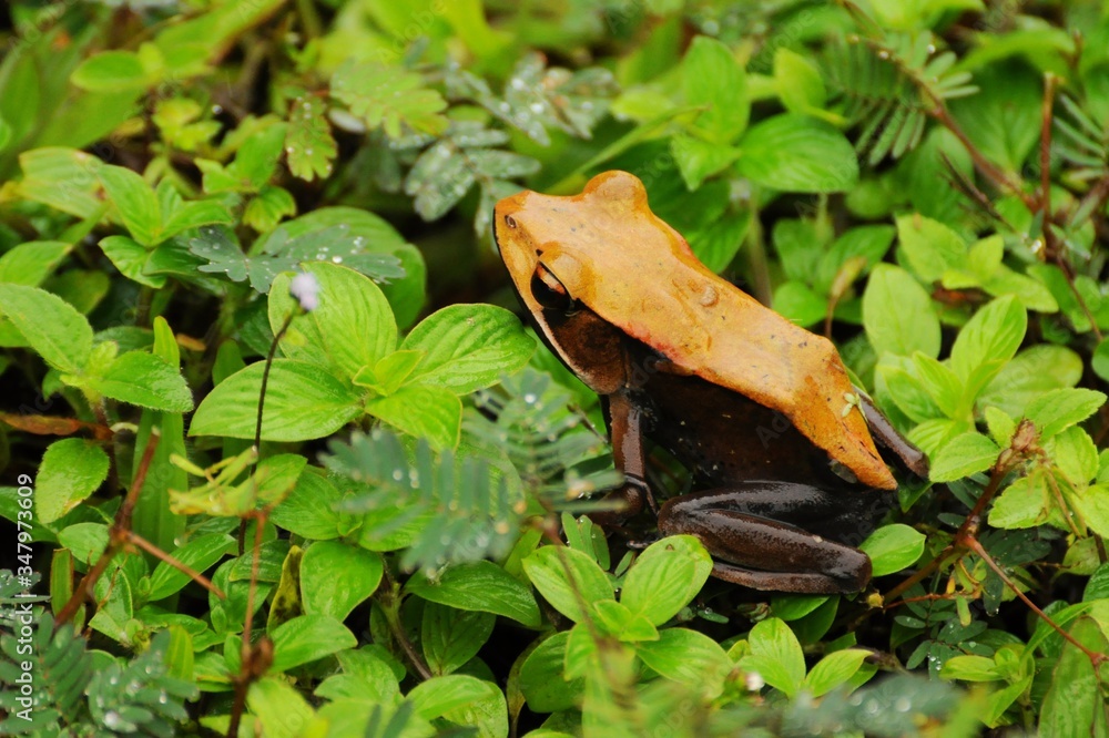 Bicolored frog (Clinotarsus curtipes), also called Malabar frog, at the ...