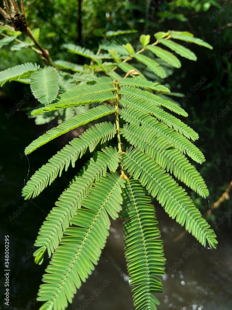 Mimosa pigra with natural background. Mimosa pigra, commonly known as ...