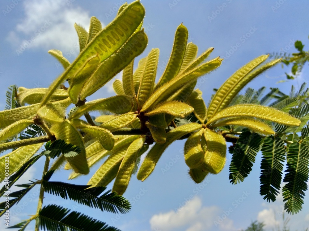 Mimosa pigra with natural background. Mimosa pigra, commonly known as ...
