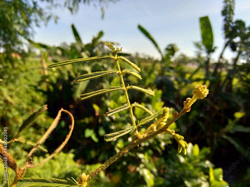 Mimosa pigra with natural background. Mimosa pigra, commonly known as ...