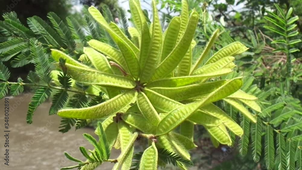 Mimosa pigra with natural background. Mimosa pigra, commonly known as ...