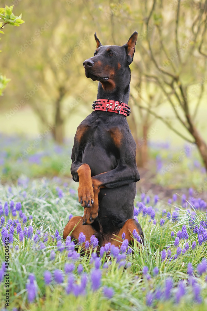Black and tan Doberman dog with cropped ears wearing a red stylish ...