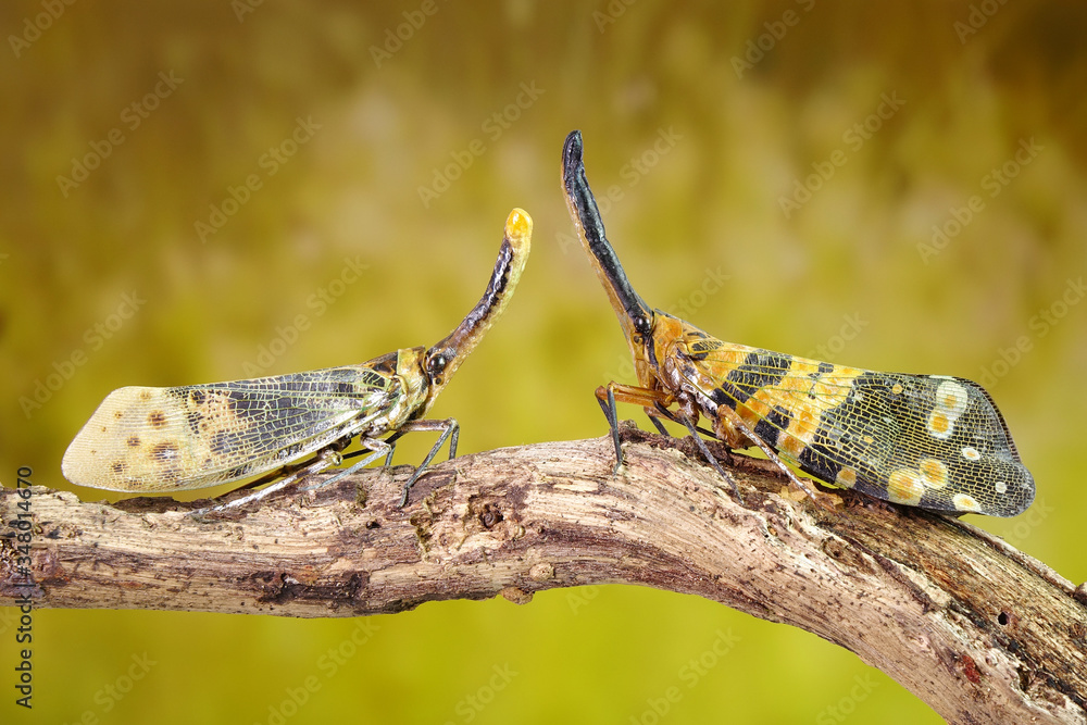 Dark-horned Lantern-fly (Pyrops spinolae) and White wing Lantern-fly ...