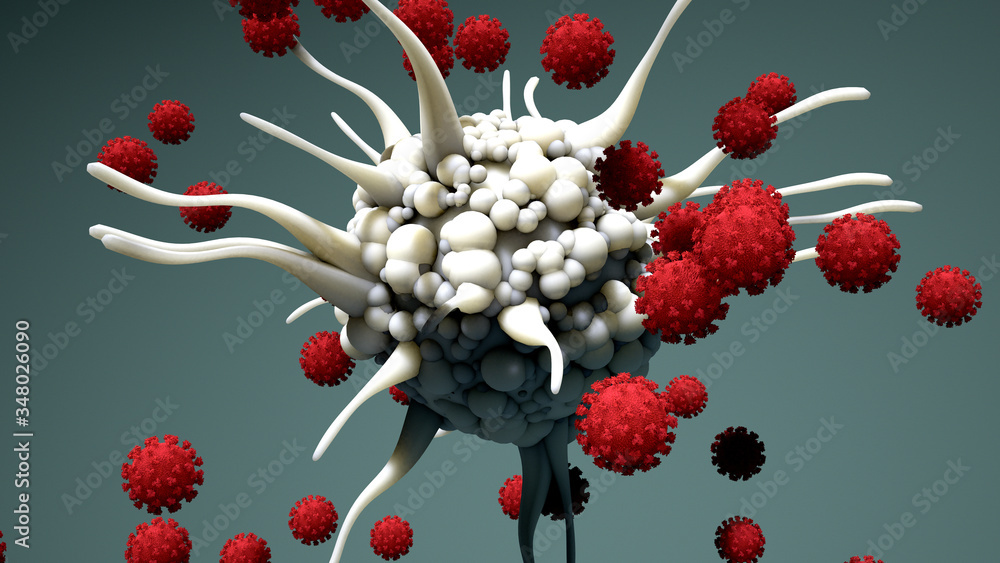 Dendritic cells protecting the host from viral infection Stock ...