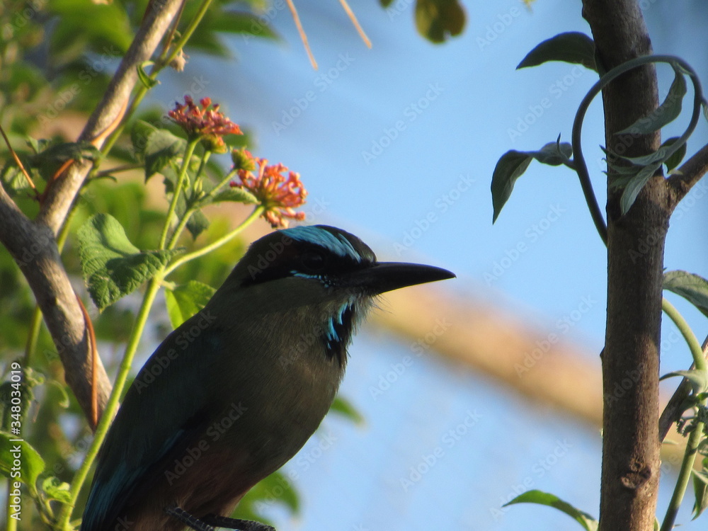 Guardabarranco Stock Photo | Adobe Stock