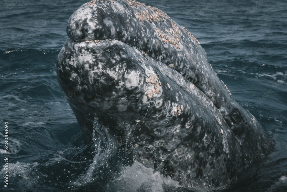Rostrum of the Whale. Whale's head. Grey Whale birthing area. Laguna ...