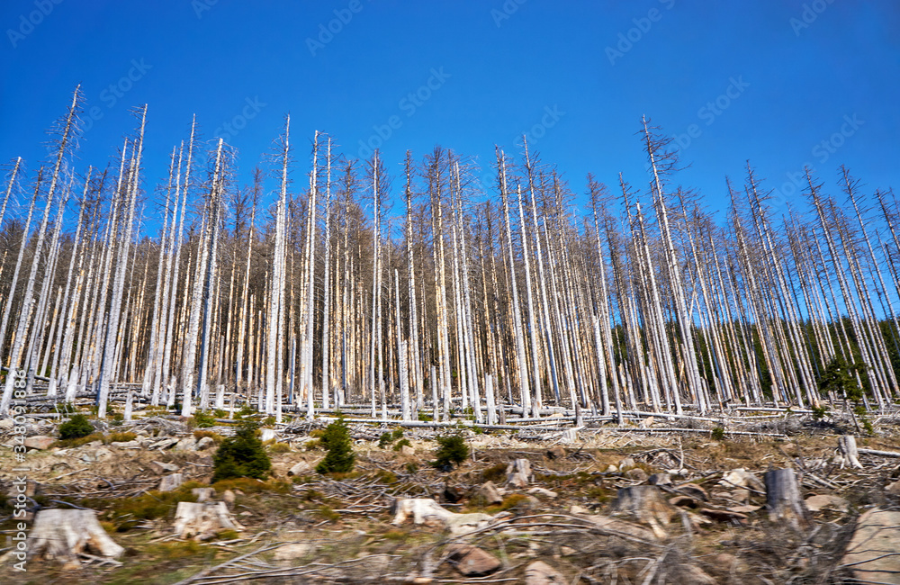 Dead trees in the dying forest in Germany. Through climate change ...