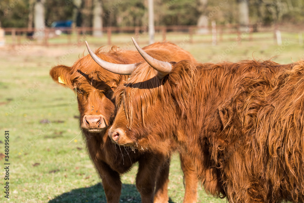 highland cow and bull on a cattle ranch standing together - close-up ...