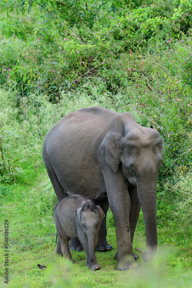 Asian elephant also called Asiatic elephant, is the only living species ...