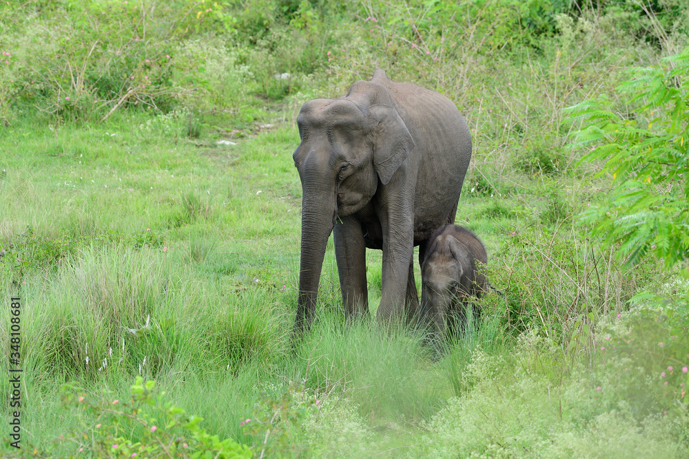 Asian elephant also called Asiatic elephant, is the only living species ...