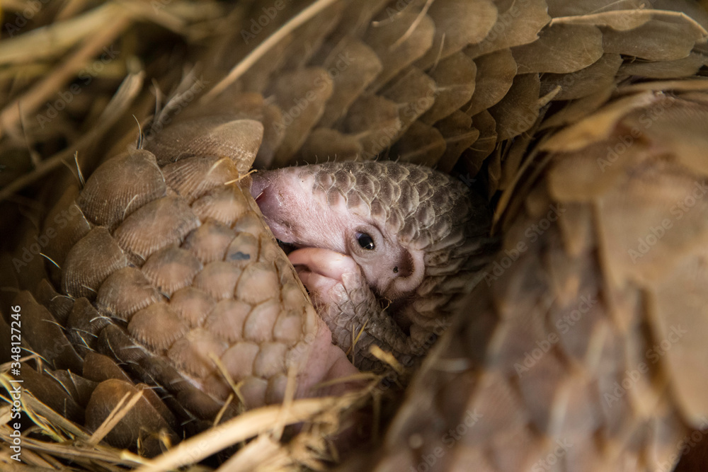 Sunda pangolin Two week old baby captive Stock Photo | Adobe Stock