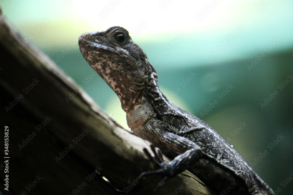 Toloque rayado, también conocido como basilisco marrón o rayado ...