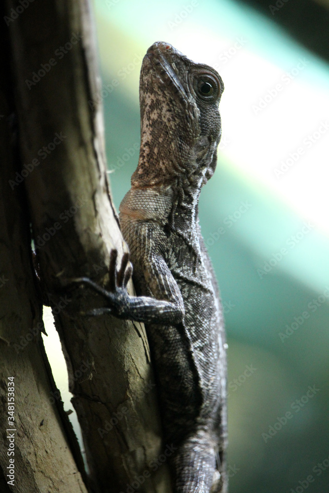 Toloque rayado, también conocido como basilisco marrón o rayado ...