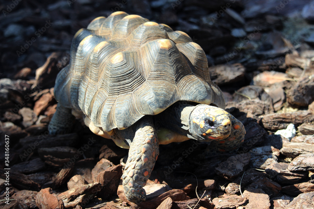 Foto de La tortuga terrestre de patas rojas o tortuga morrocoy ...