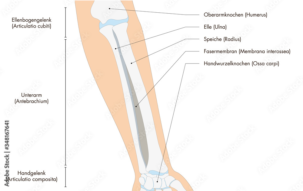 Anatomie - menschliches Skelett - Unterarm (deutsche Beschriftung ...