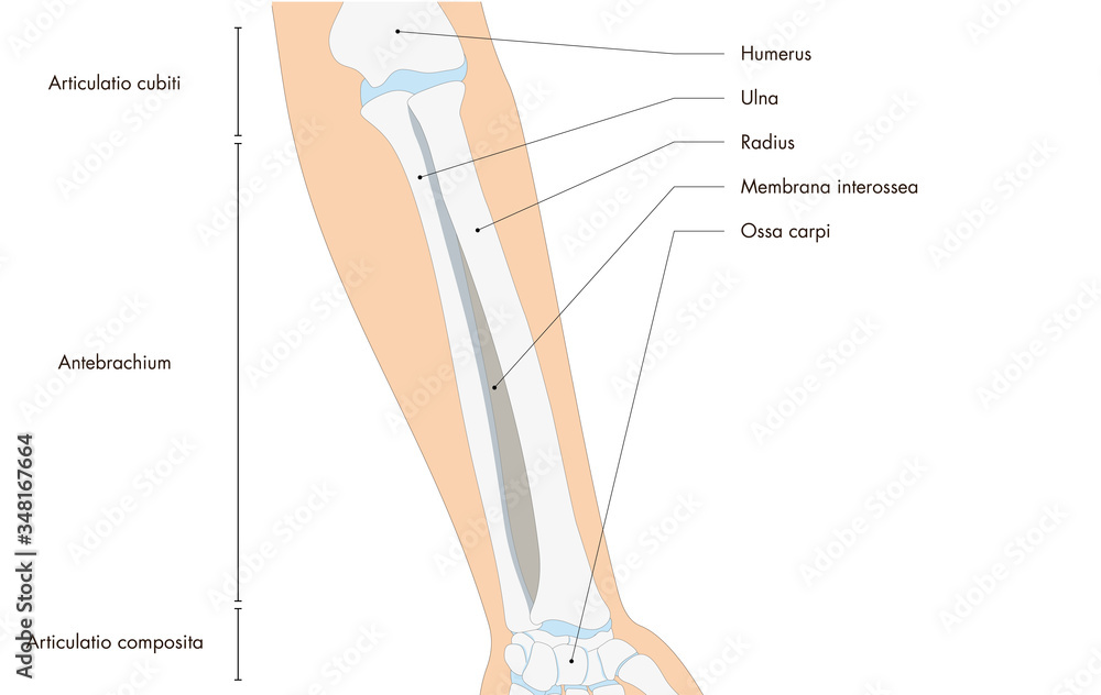 Anatomie - menschliches Skelett - Unterarm (lateinische Beschriftung ...