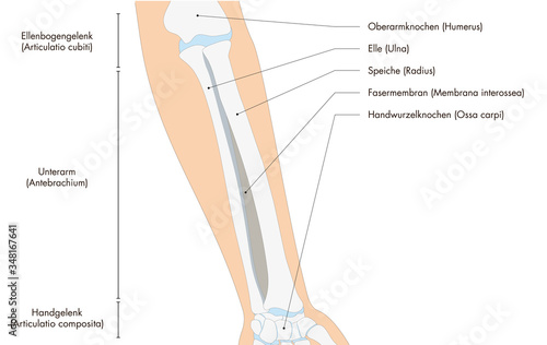 Anatomie - menschliches Skelett - Unterarm (deutsche Beschriftung ...