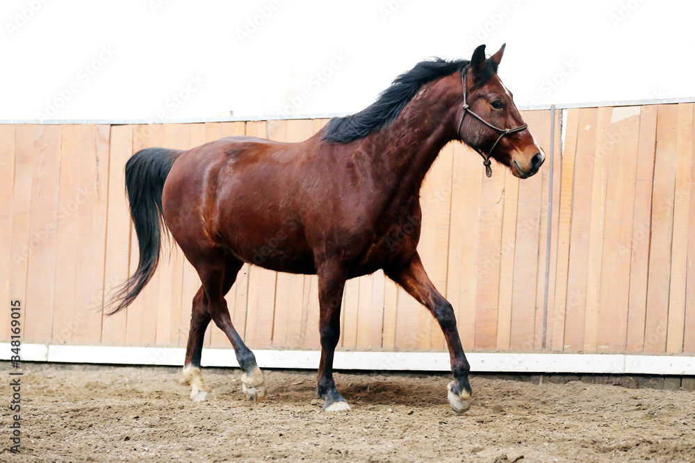 Young healthy horse running free in the riding hall Stock Photo | Adobe ...