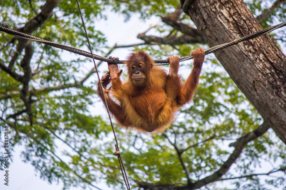 a baby Bornean orangutan is hanging on rope The orangutan is a ...