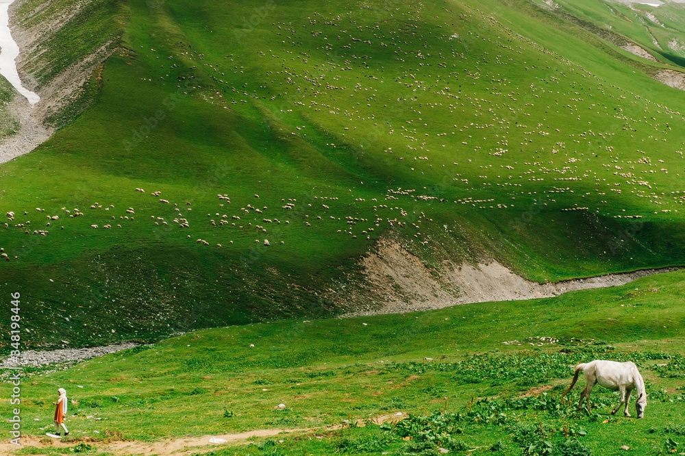 A million sheep walk in the green mountains of the Caucasus, Georgia ...