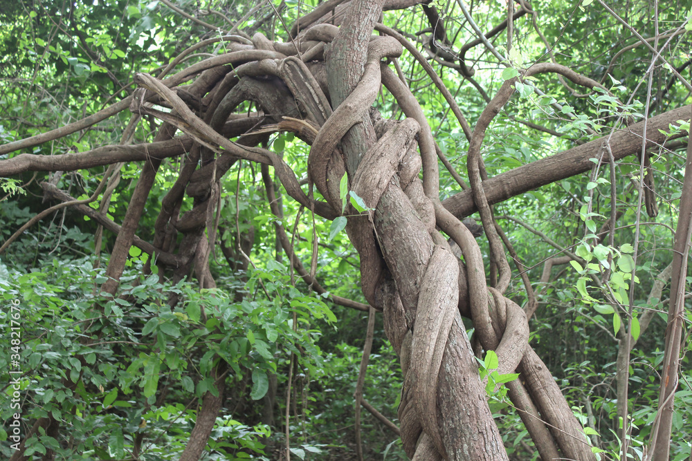 Trees with bendy and twisted branches coiled into each other Stock ...