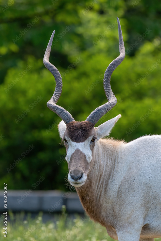 Curved horned antelope Addax (Addax nasomaculatus) It is listed a ...