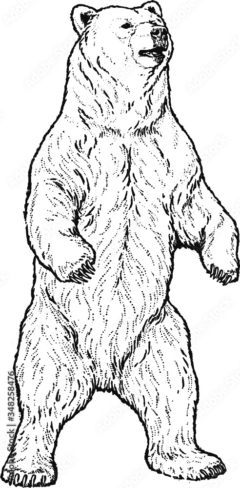 Standing Bear, Vector Sketch of a 19th century engraving Stock Vector ...