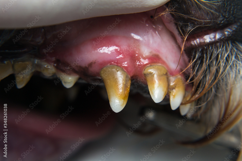 dog with gingivitis and teeth with tartar Stock Photo | Adobe Stock