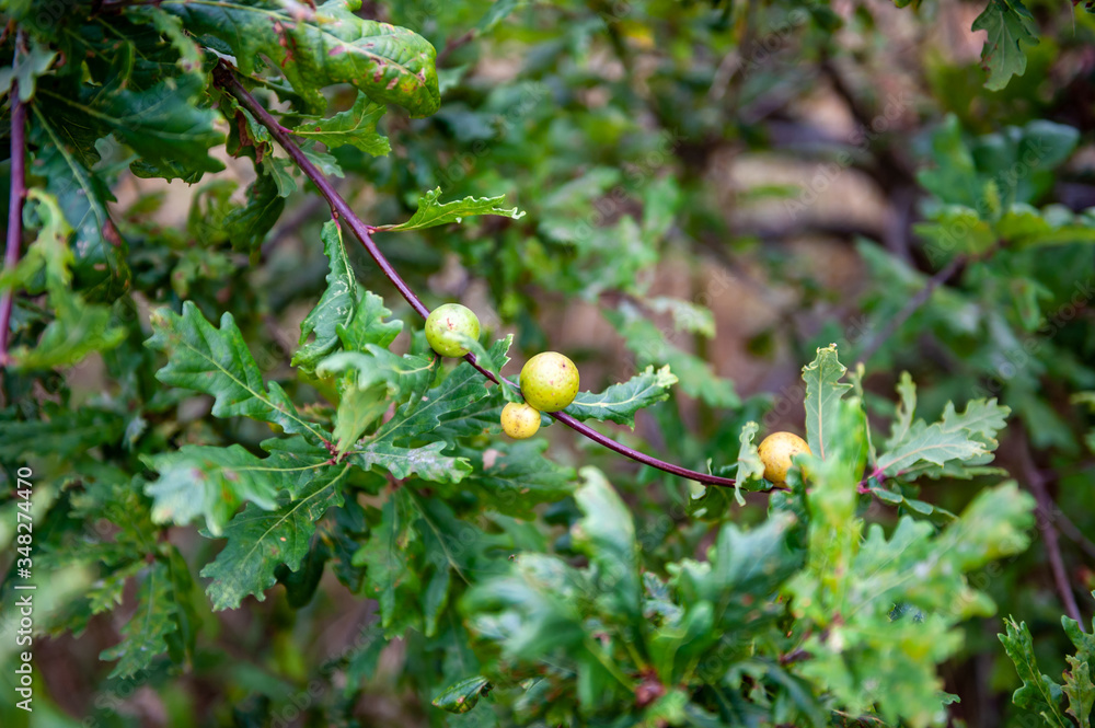 Oak apples growth on an oak tree in spring. Oak galls on the branches ...