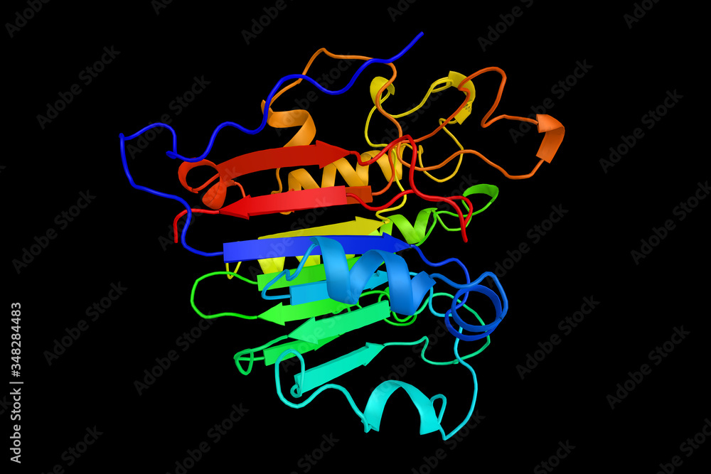 APEX1, an enzyme. Has been shown to interact with MUTYH, Flap structure ...