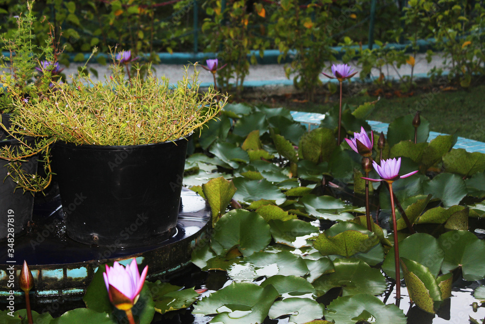 Pink lotus blooming on the territory of Friday Mosque (Hukuru Miskiiy ...