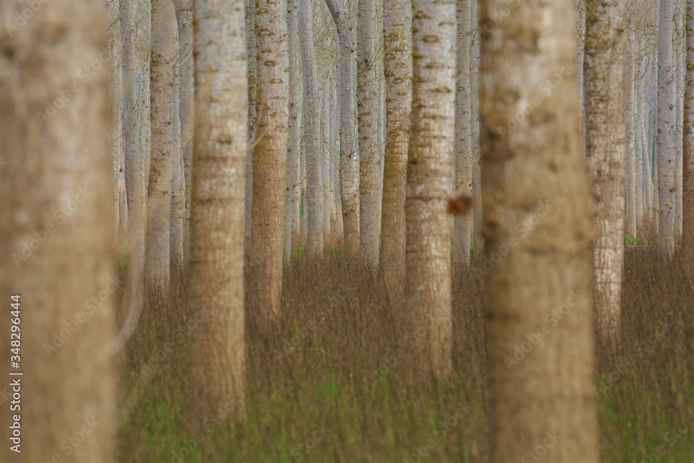 Dense forest of tall, slender white birch trees with brown spots ...