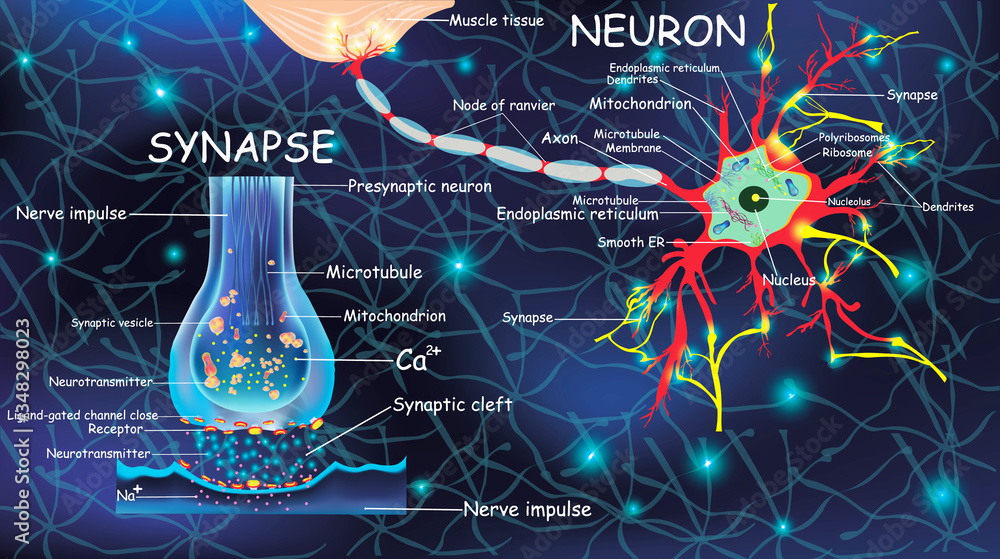 Anatomy neuron and synapse. Signaling in the brain. Cells neuron and ... Anatomy neuron and synapse. Signaling in the brain. Cells neuron and ...
