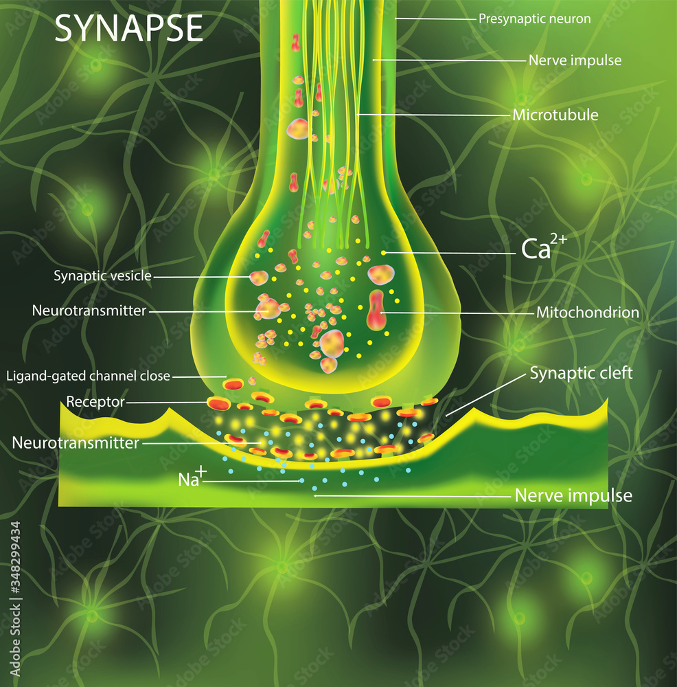 Neurons, scientific designation. Structure Synapse. Neuronal with a ...
