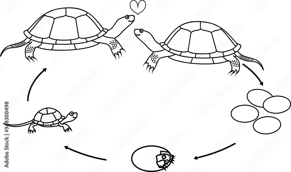 Coloring page with life cycle of European pond turtle (Emys orbicularis ...