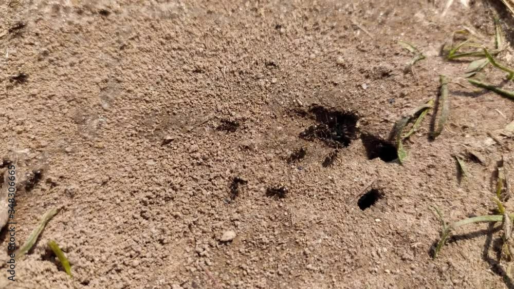 a lot of black ants. run one by one. climb into the mink. run in flocks ...