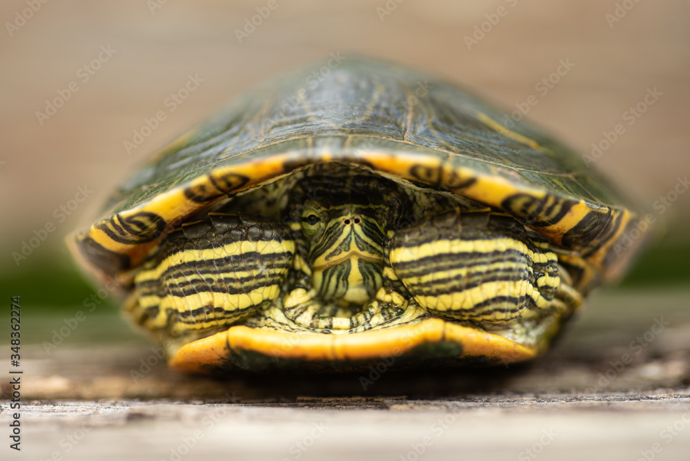 Frontal view of a red eared slider with distinct colors and patterns ...