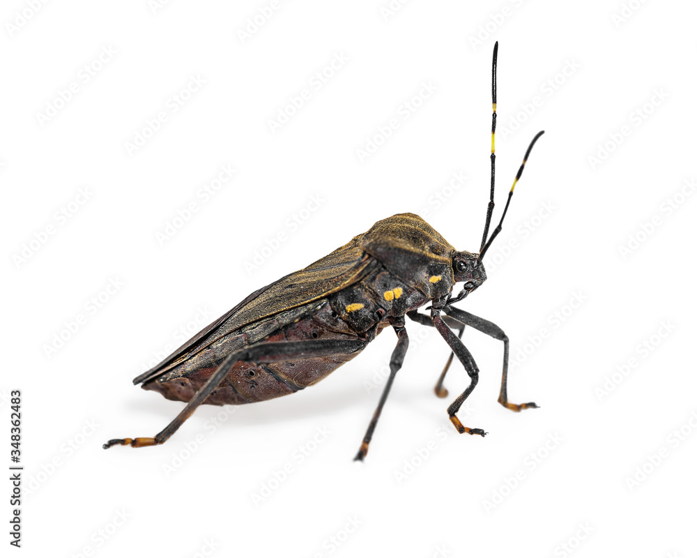 Kissing bug chagas disease vector triatomine; human health emerging ...