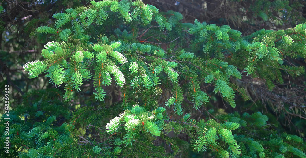 Spruce Tree - New Growth - Spring has initiated the new growth on this ...
